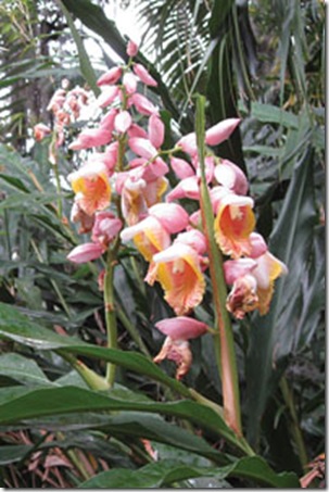 MANUAIS DE CULTIVO - PLANTAMUNDO: janeiro 2011